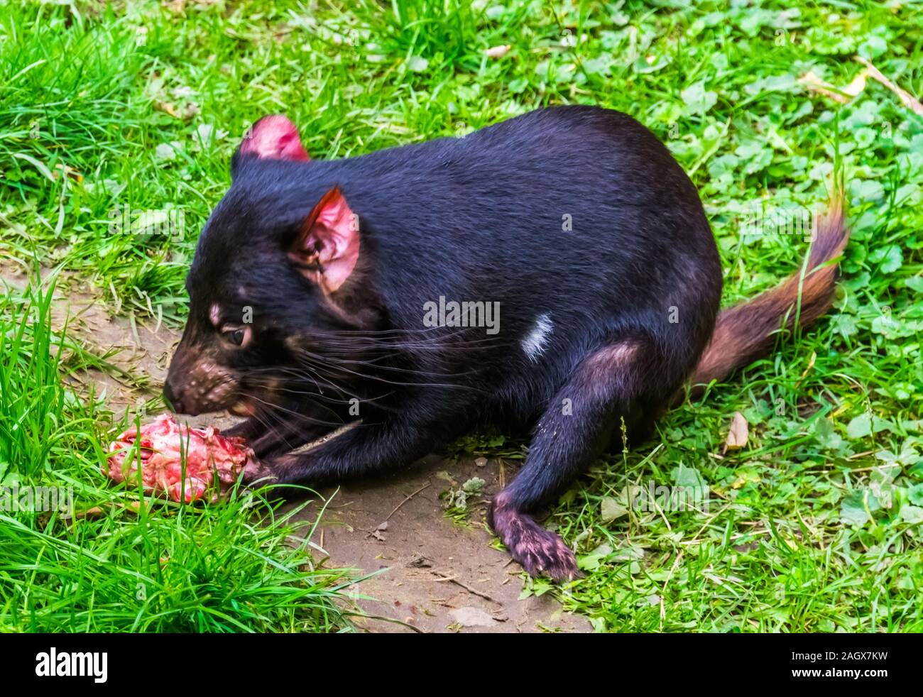 Mouse meat hi-res stock photography and images - Alamy