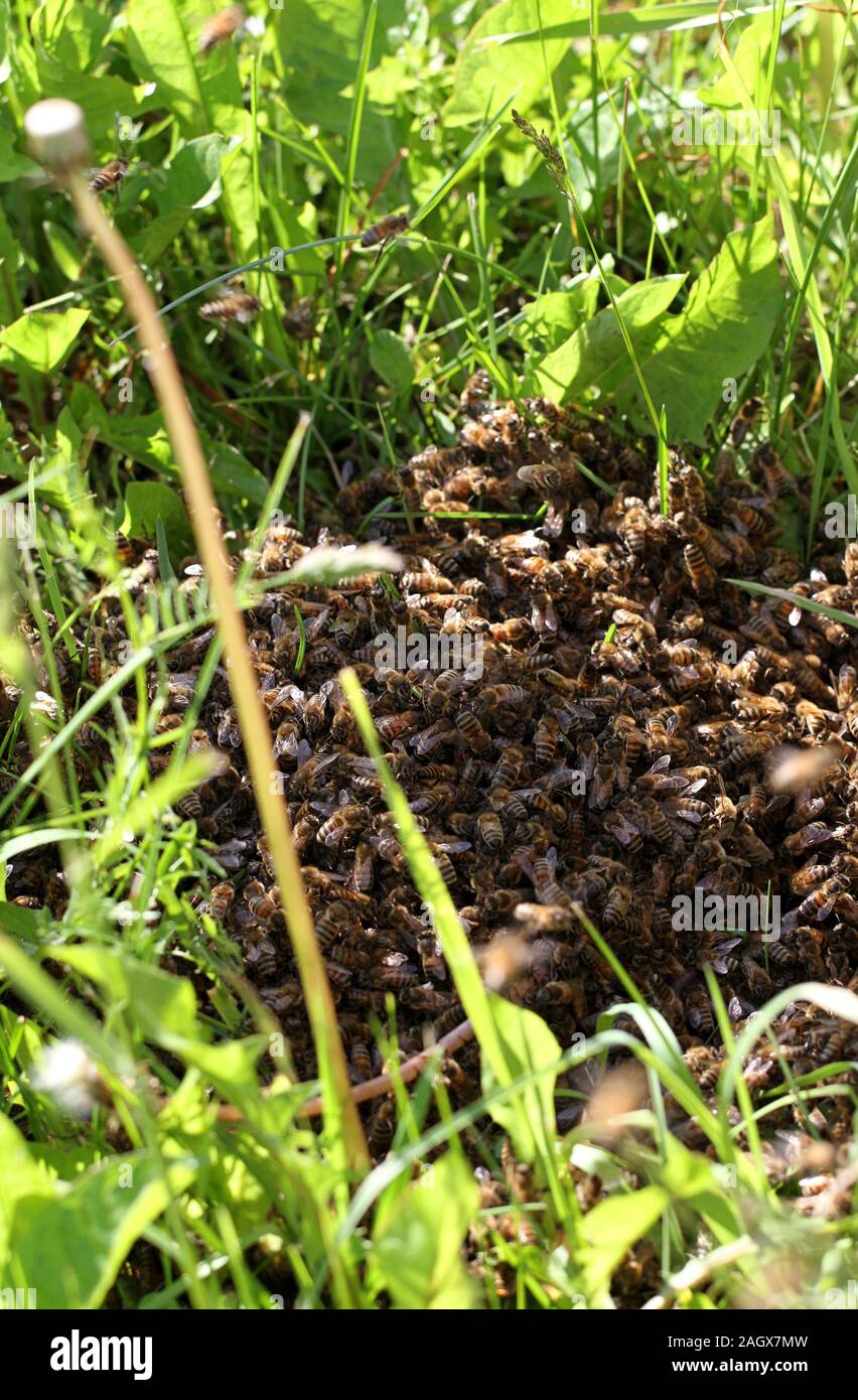 Collection of bee swarm from green grass Stock Photo - Alamy