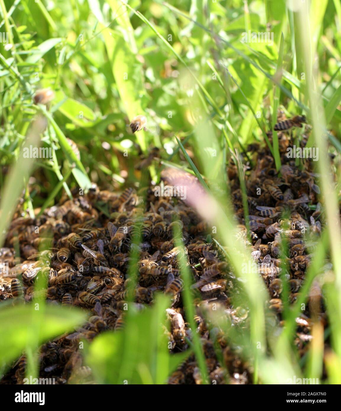 Collection of bee swarm from green grass Stock Photo - Alamy