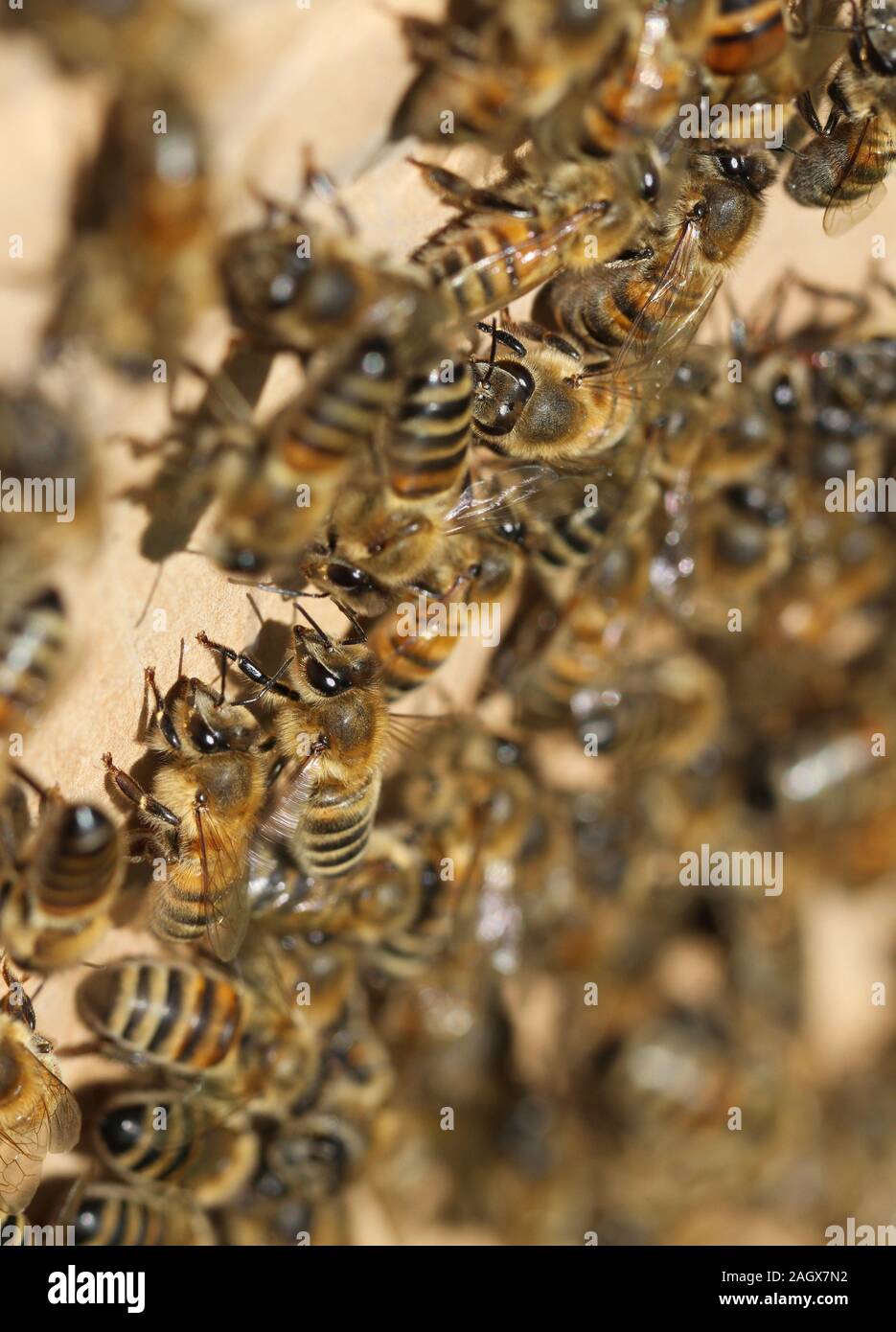 Swarm of bee on natural surface Stock Photo - Alamy