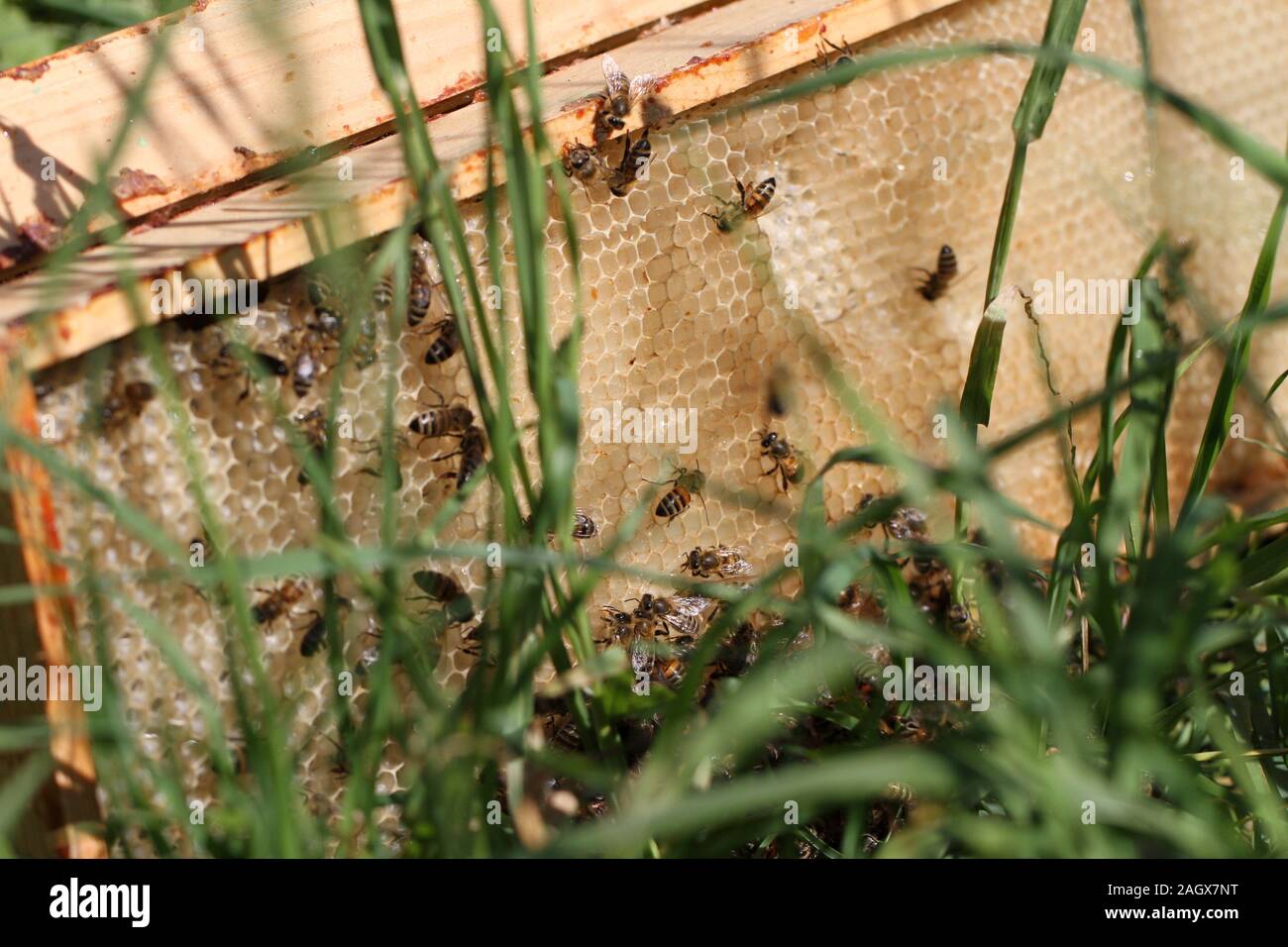 Collection of bee swarm from green grass Stock Photo - Alamy