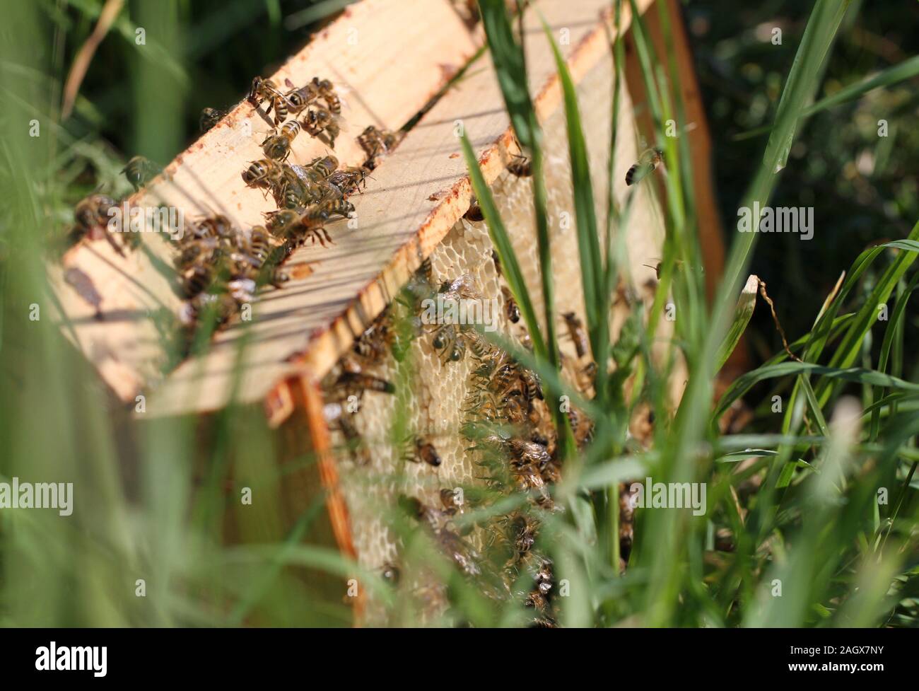 Collection of bee swarm from green grass Stock Photo - Alamy