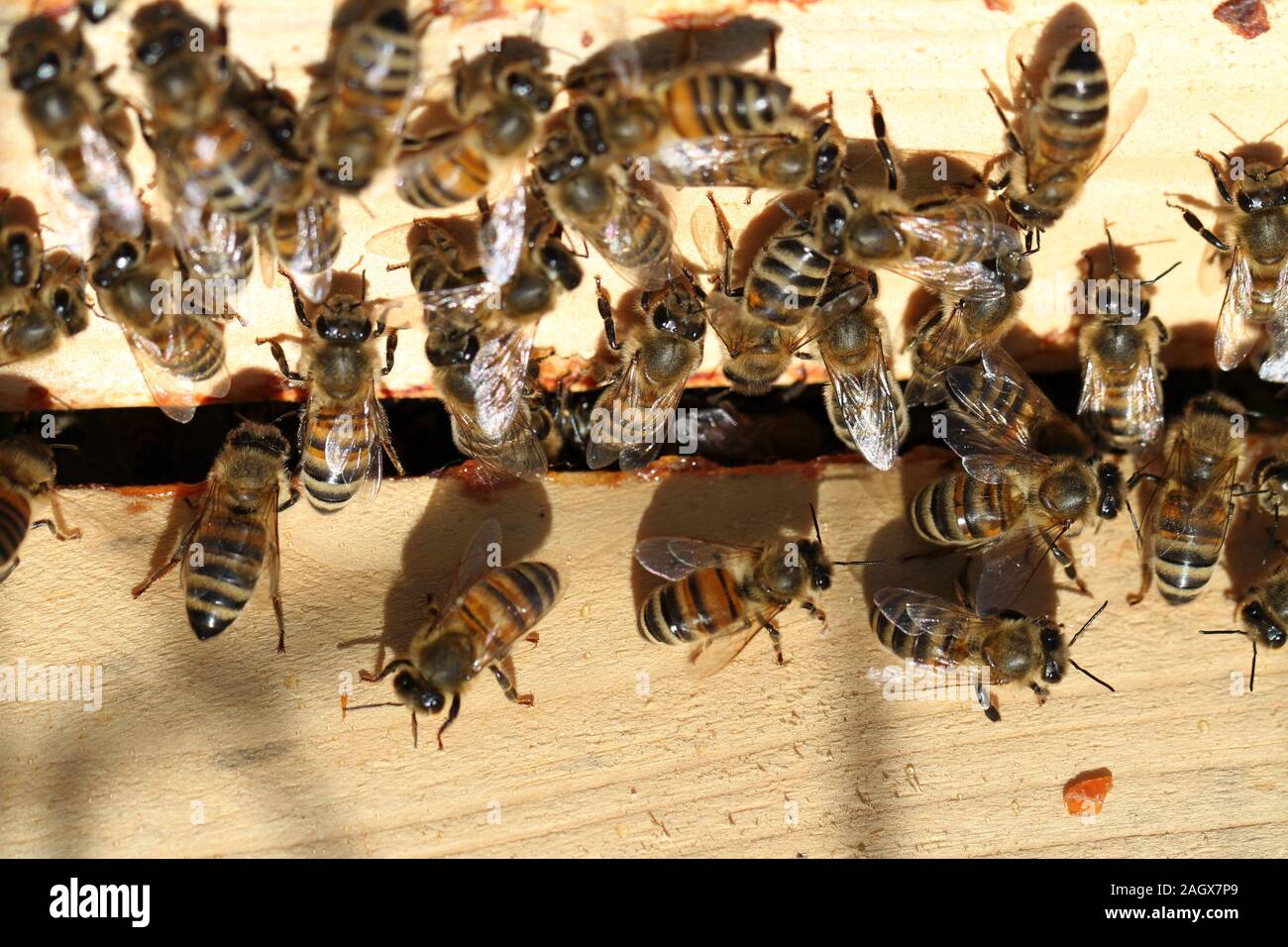 Swarm of bee on natural surface Stock Photo - Alamy