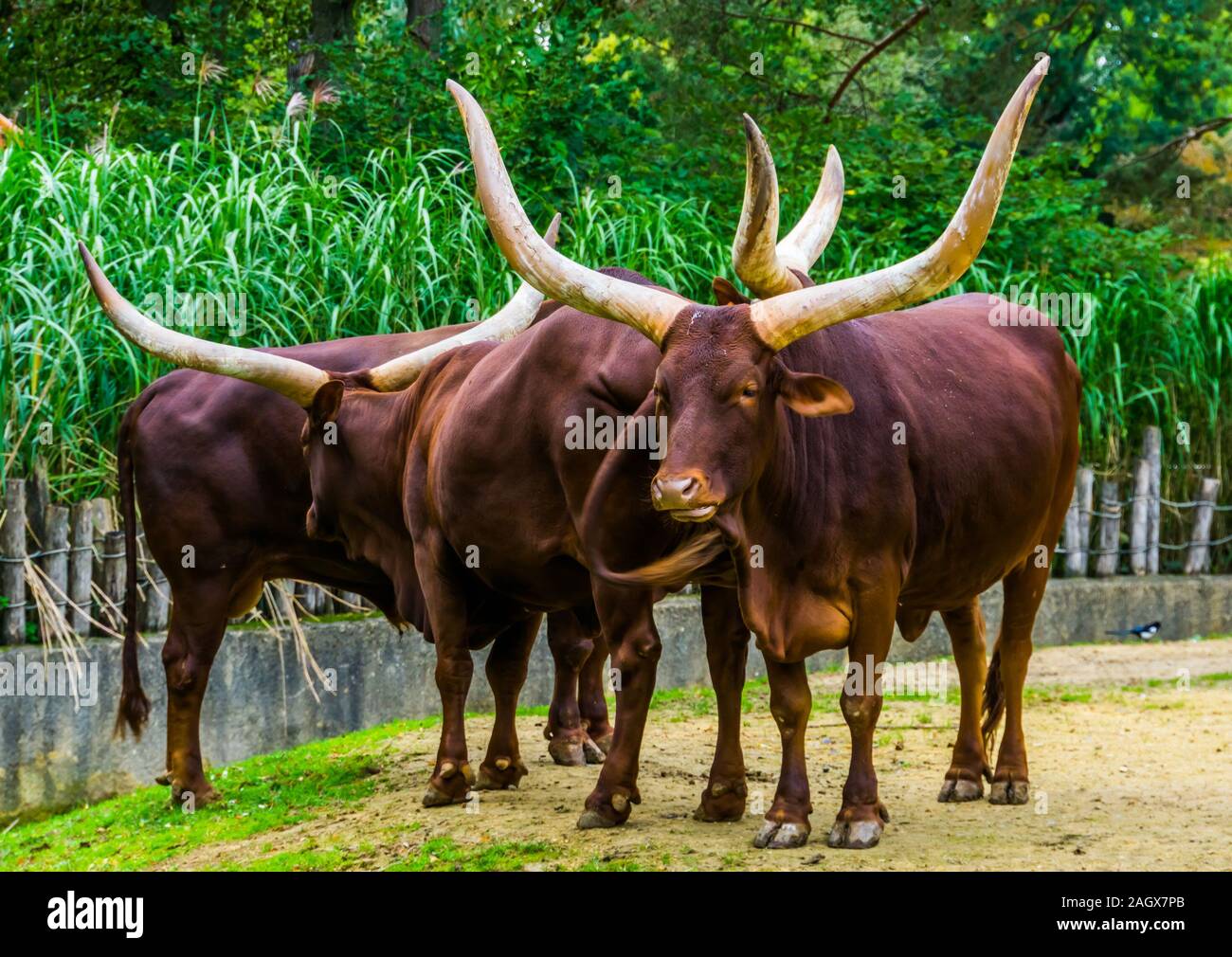 Ankole Watusi Horns