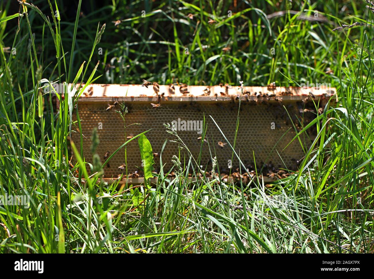 Collection of bee swarm from green grass Stock Photo - Alamy