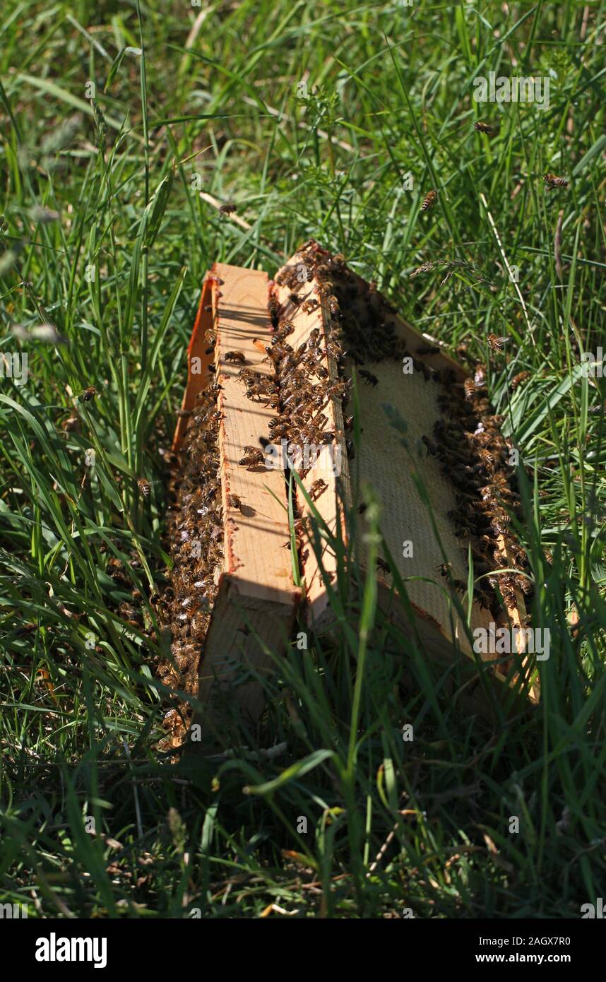 Collection of bee swarm from green grass Stock Photo - Alamy