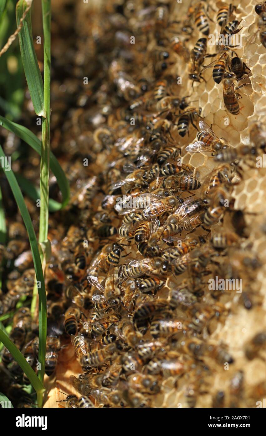 Collection of bee swarm from green grass Stock Photo - Alamy