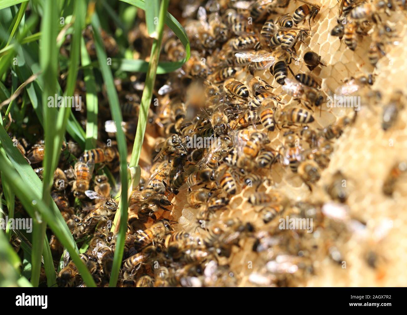 Collection of bee swarm from green grass Stock Photo - Alamy