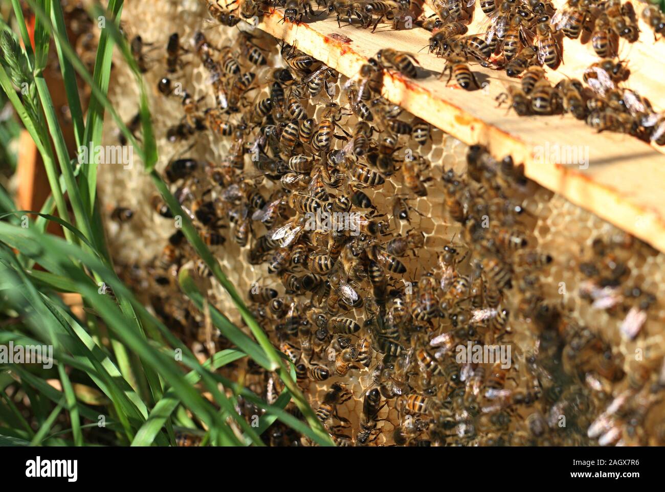 Collection of bee swarm from green grass Stock Photo - Alamy