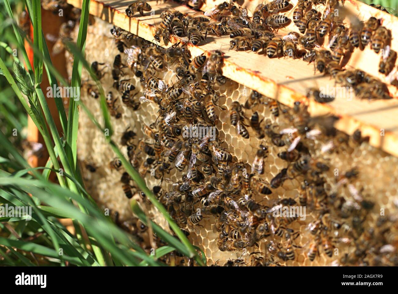 Collection of bee swarm from green grass Stock Photo - Alamy