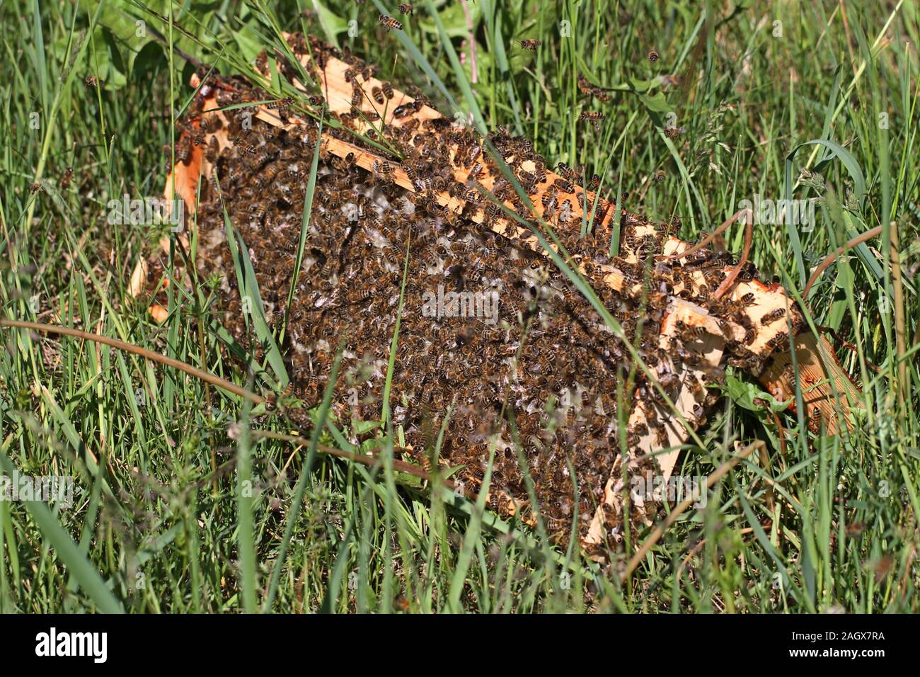 Collection of bee swarm from green grass Stock Photo - Alamy