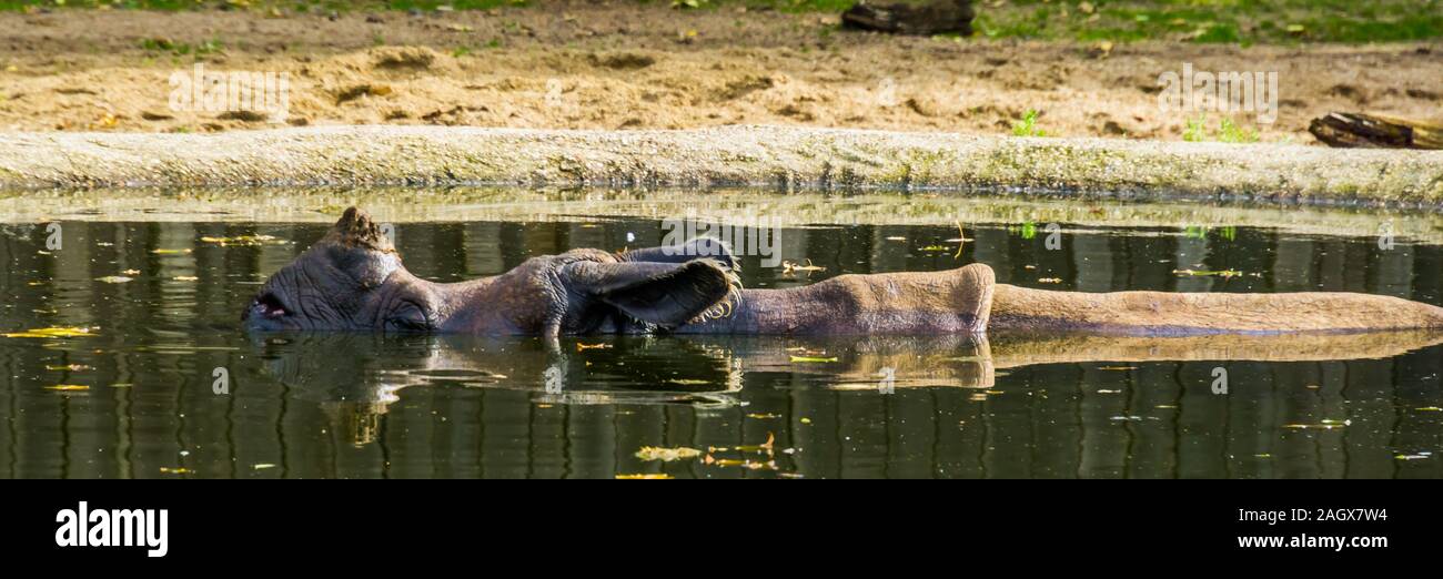 Great indian rhinoceros taking a bath, Rhino in the water, Vulnerable ...
