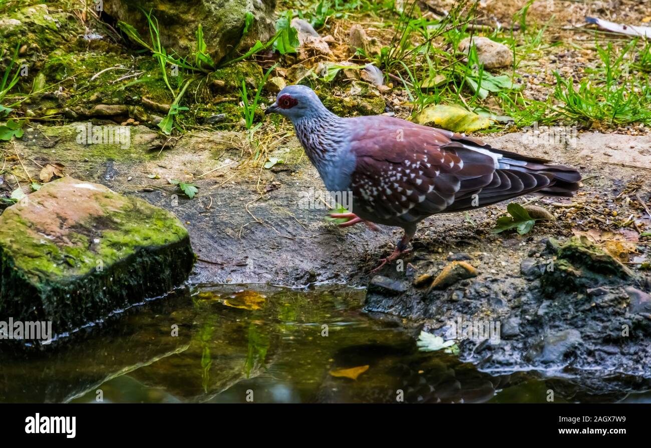 Tropical Pigeon