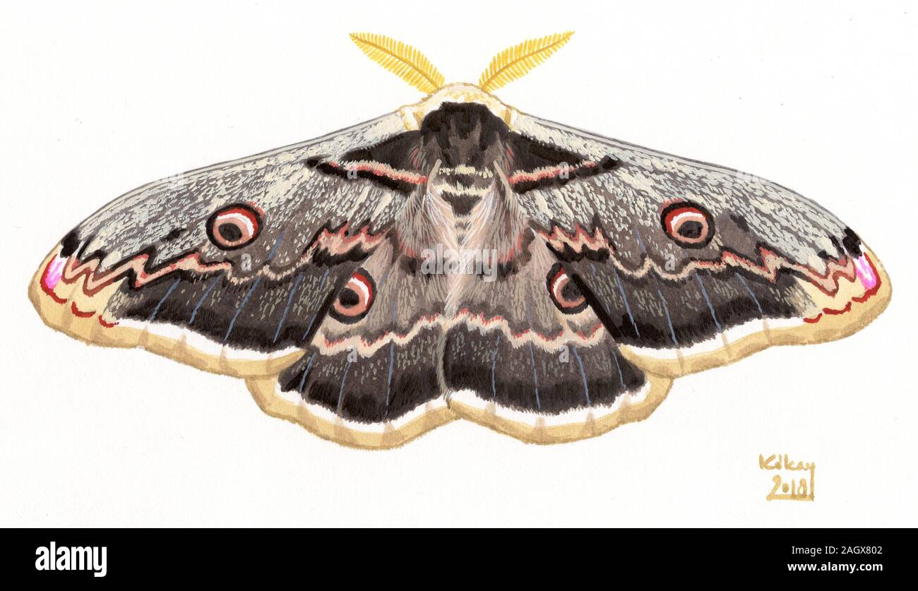Giant Peacock Moth (Saturnia pyri Stock Photo - Alamy