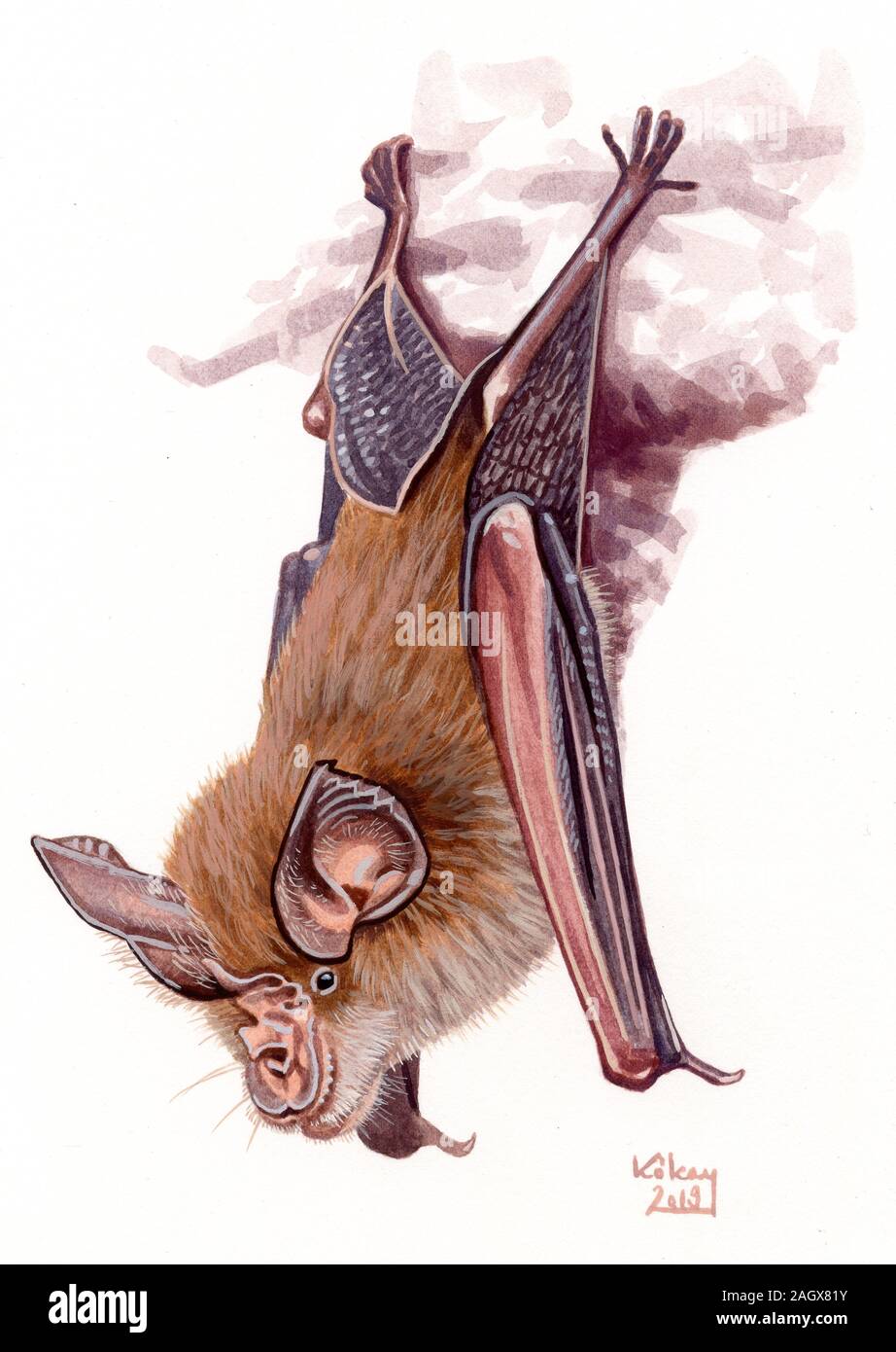 Rhinolophus ferrumequinuum hi-res stock photography and images - Alamy