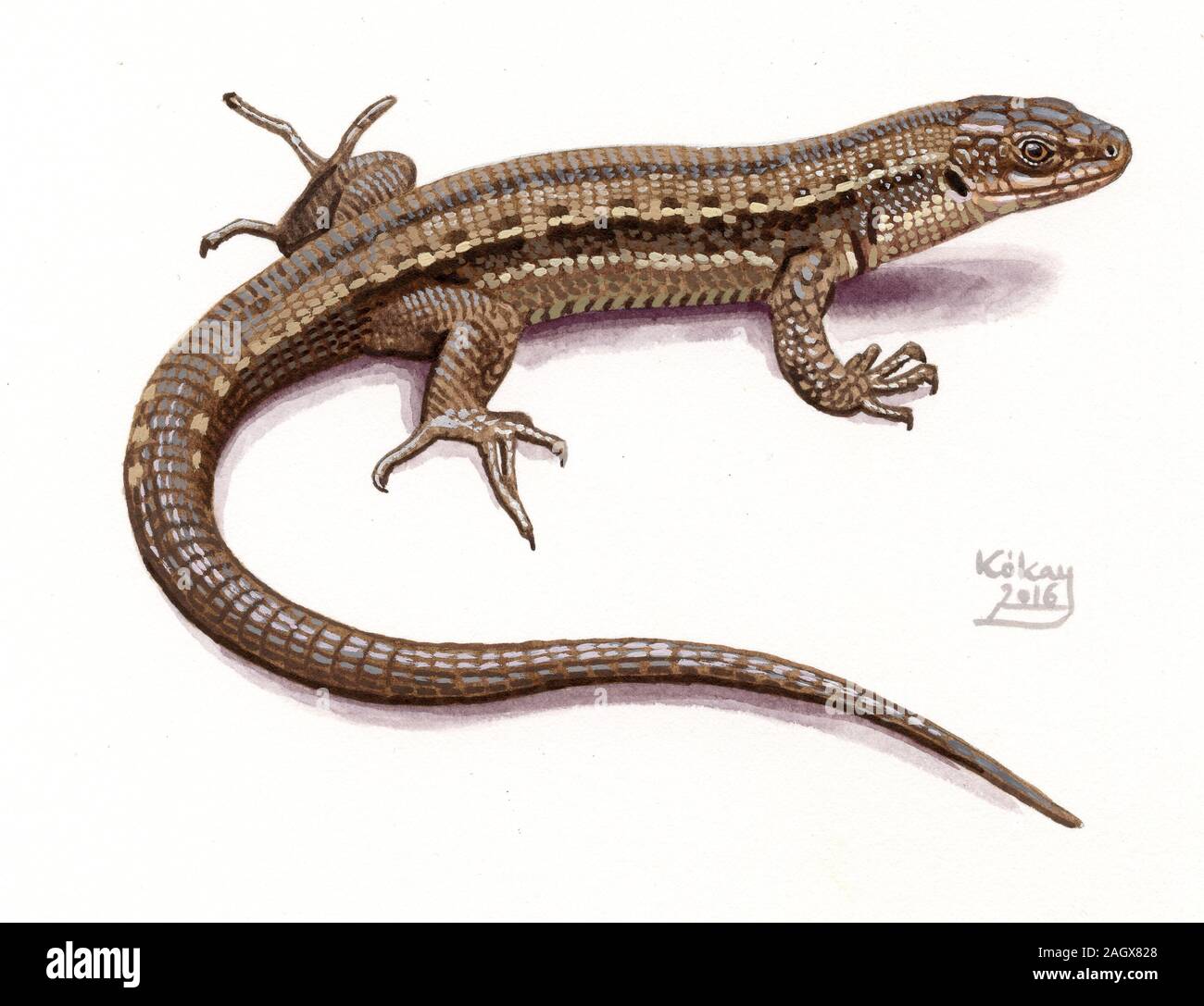Viviparous lizard (Zootoca vivipara Stock Photo - Alamy