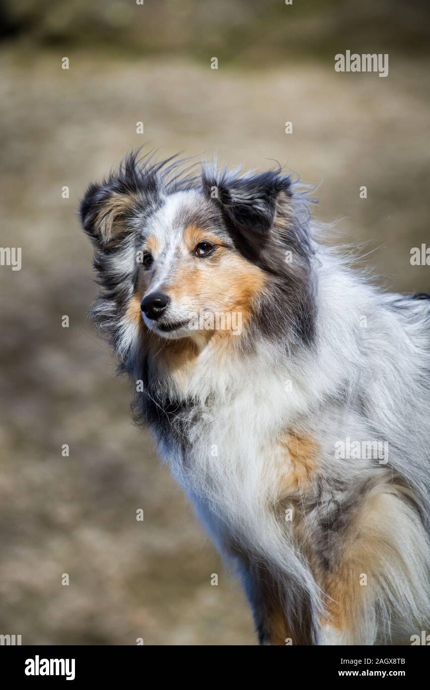 Shetland sheepdog hi-res stock photography and images - Alamy