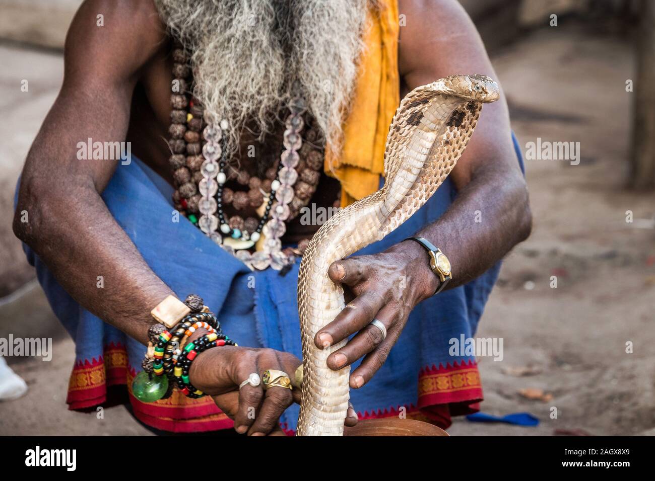 VARANASI, INDIA - MARCH 18, 2017: Holy man holding dangerous cobra ...