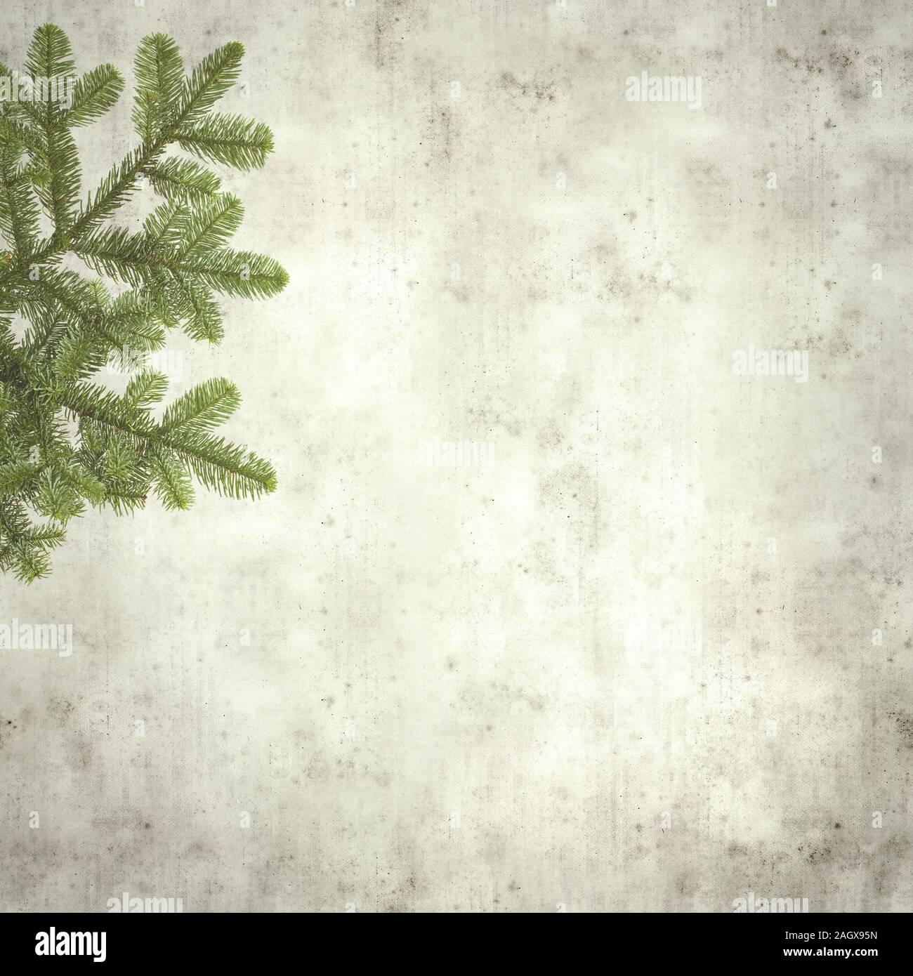 textured stylish old paper background, square, with brach of noble fir ...