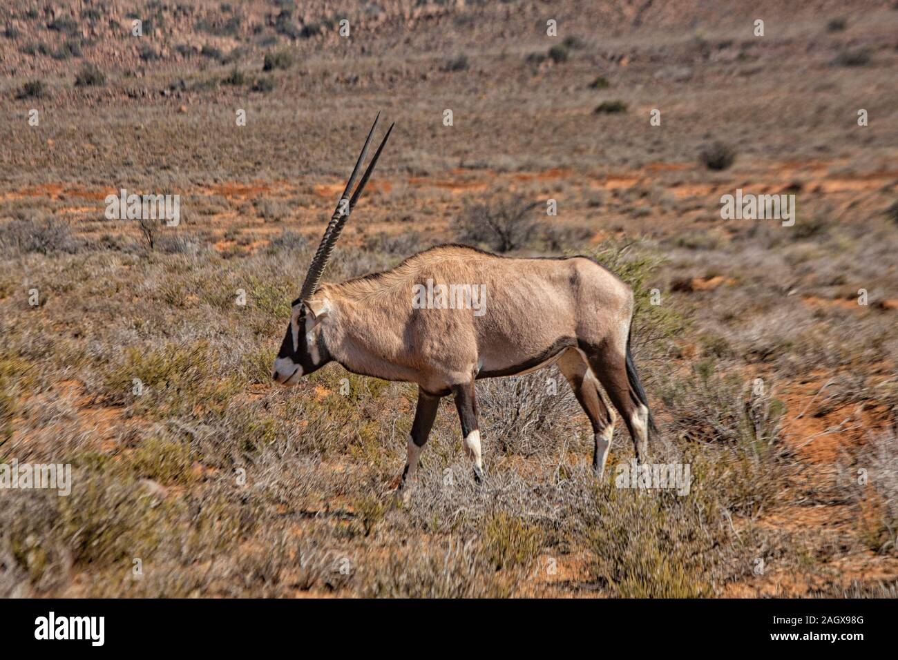 Gemsbok in game reserve South Africa Stock Photo - Alamy