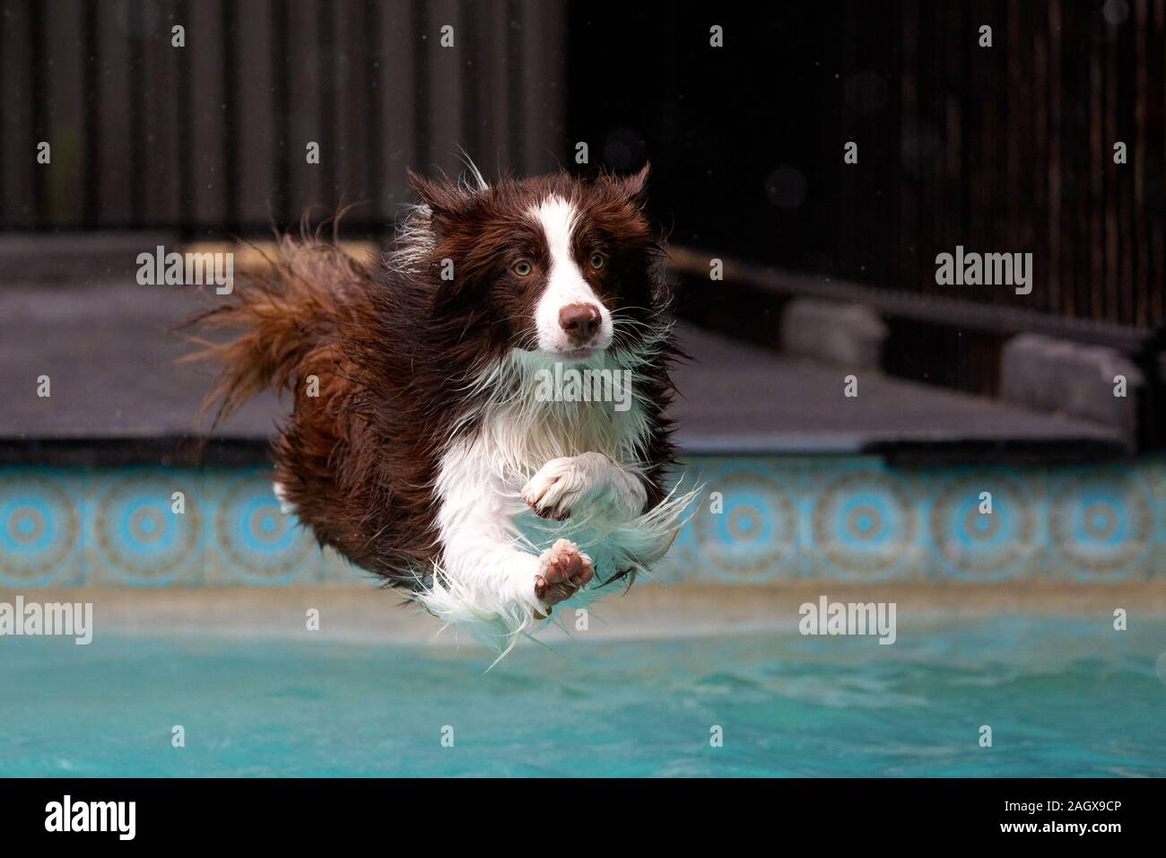 A wet brown and white border collie mid air jumping into a backyard ...