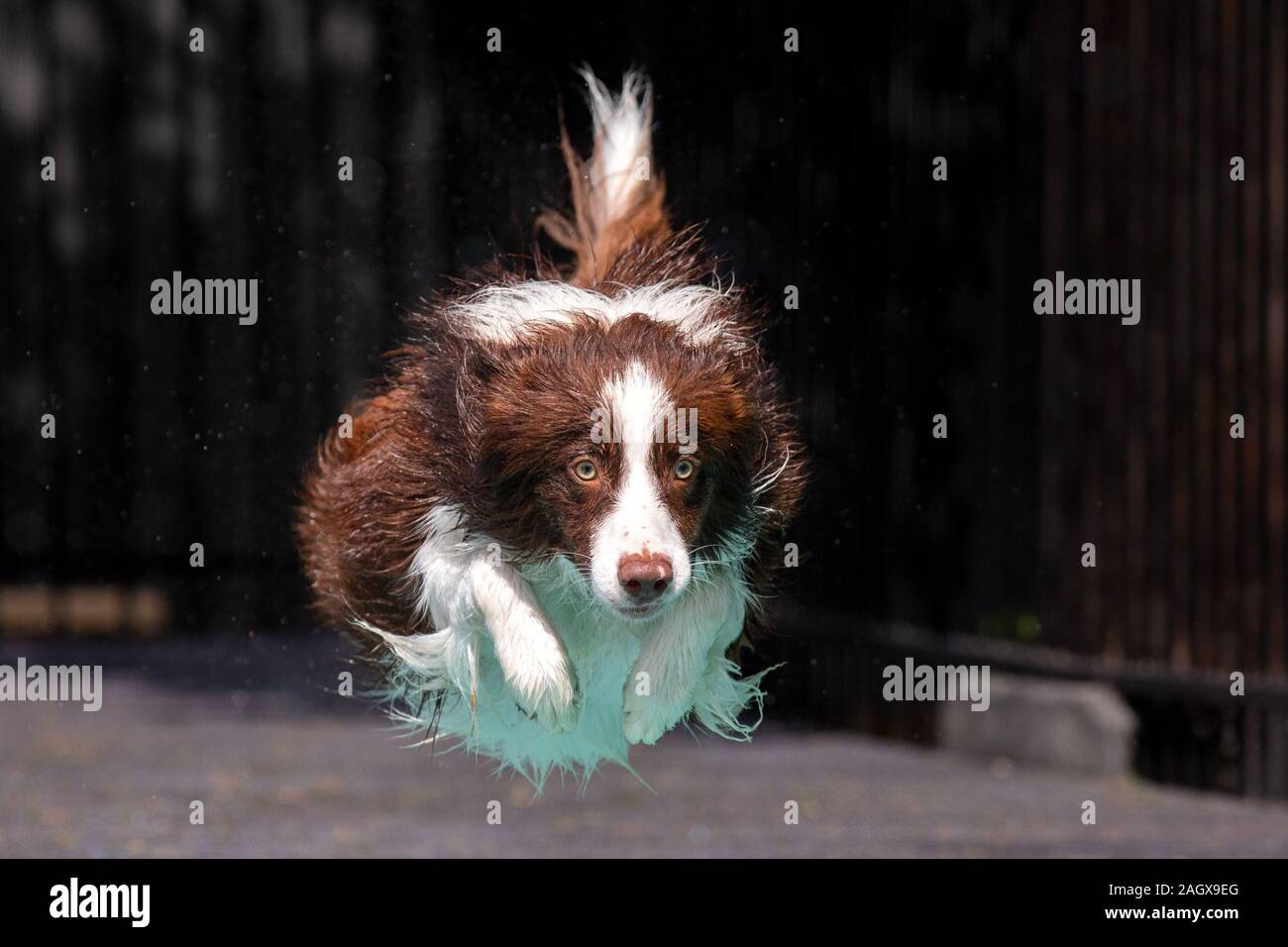 A wet brown and white border collie mid air jumping Stock Photo - Alamy