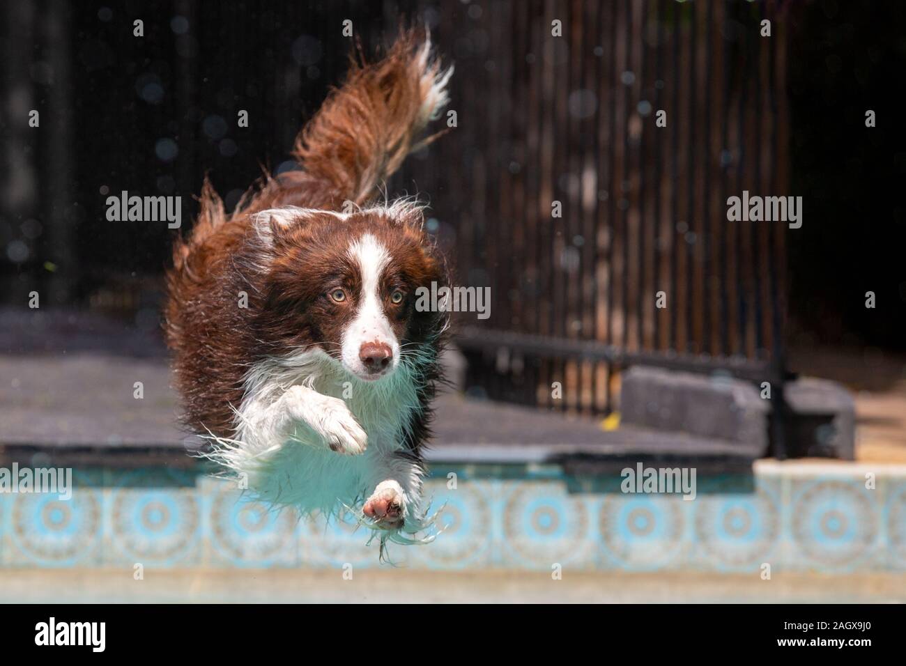 A wet brown and white border collie mid air jumping into a backyard ...
