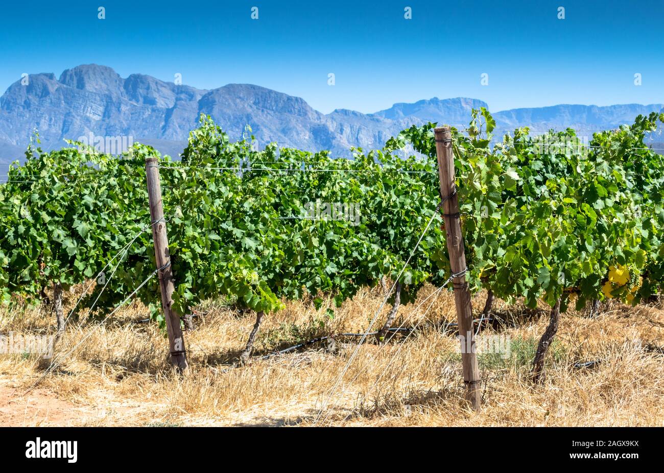 Vineyard stay hi-res stock photography and images - Alamy