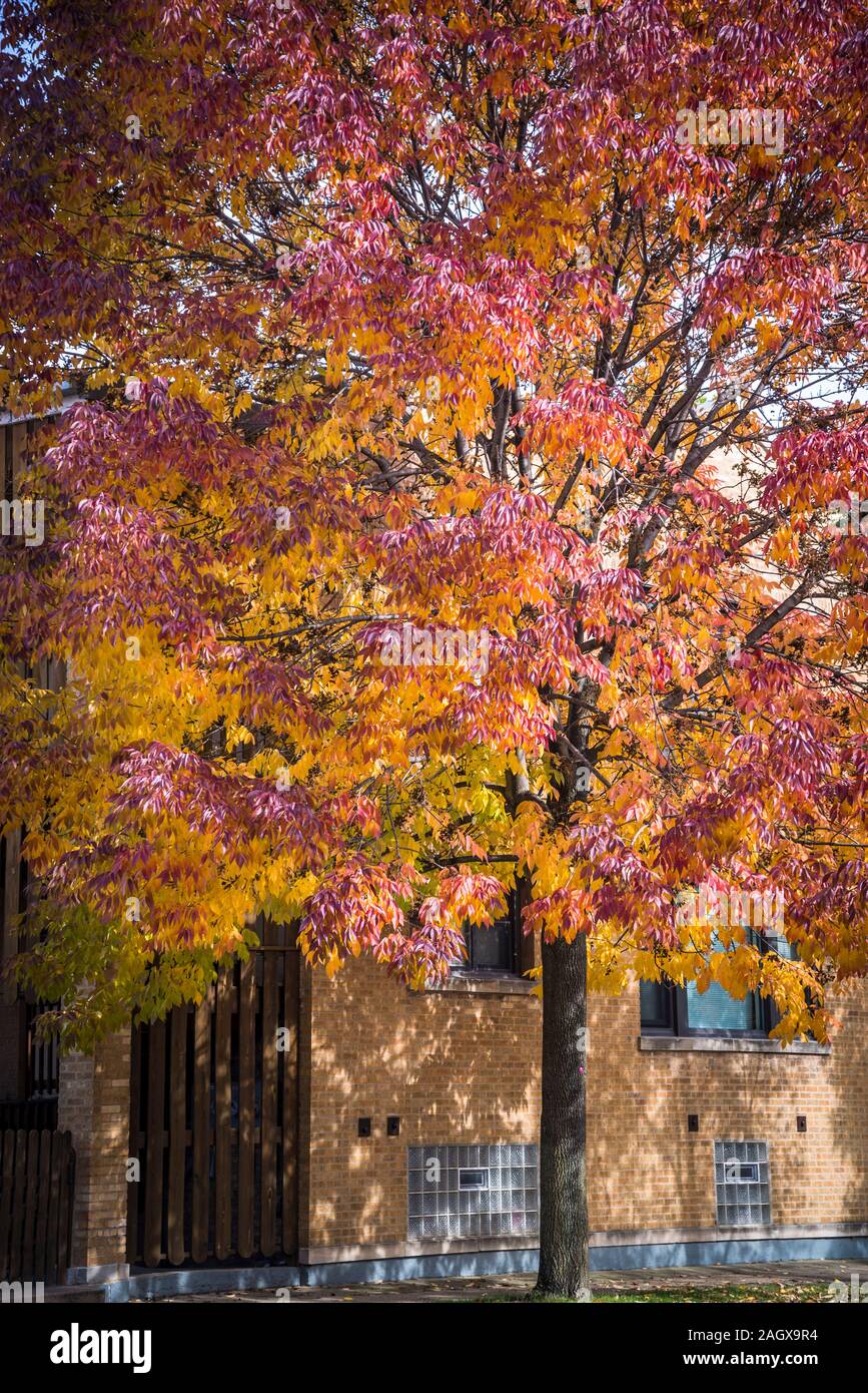 Tree in autumn, Chicago, Illinois, USA Stock Photo - Alamy