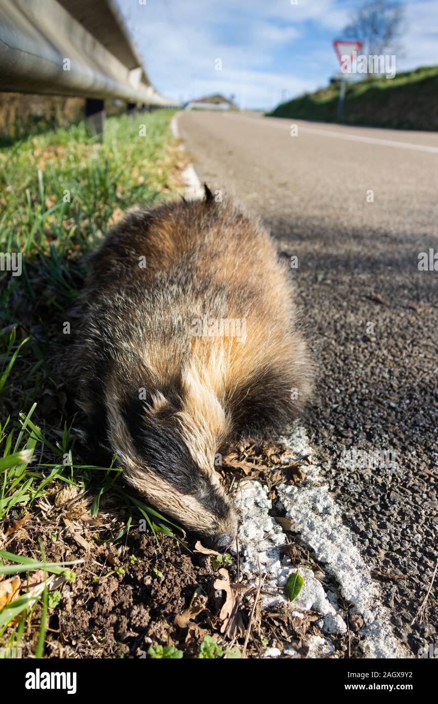 badger hit by a car and dead on the road or dead badger Stock Photo - Alamy