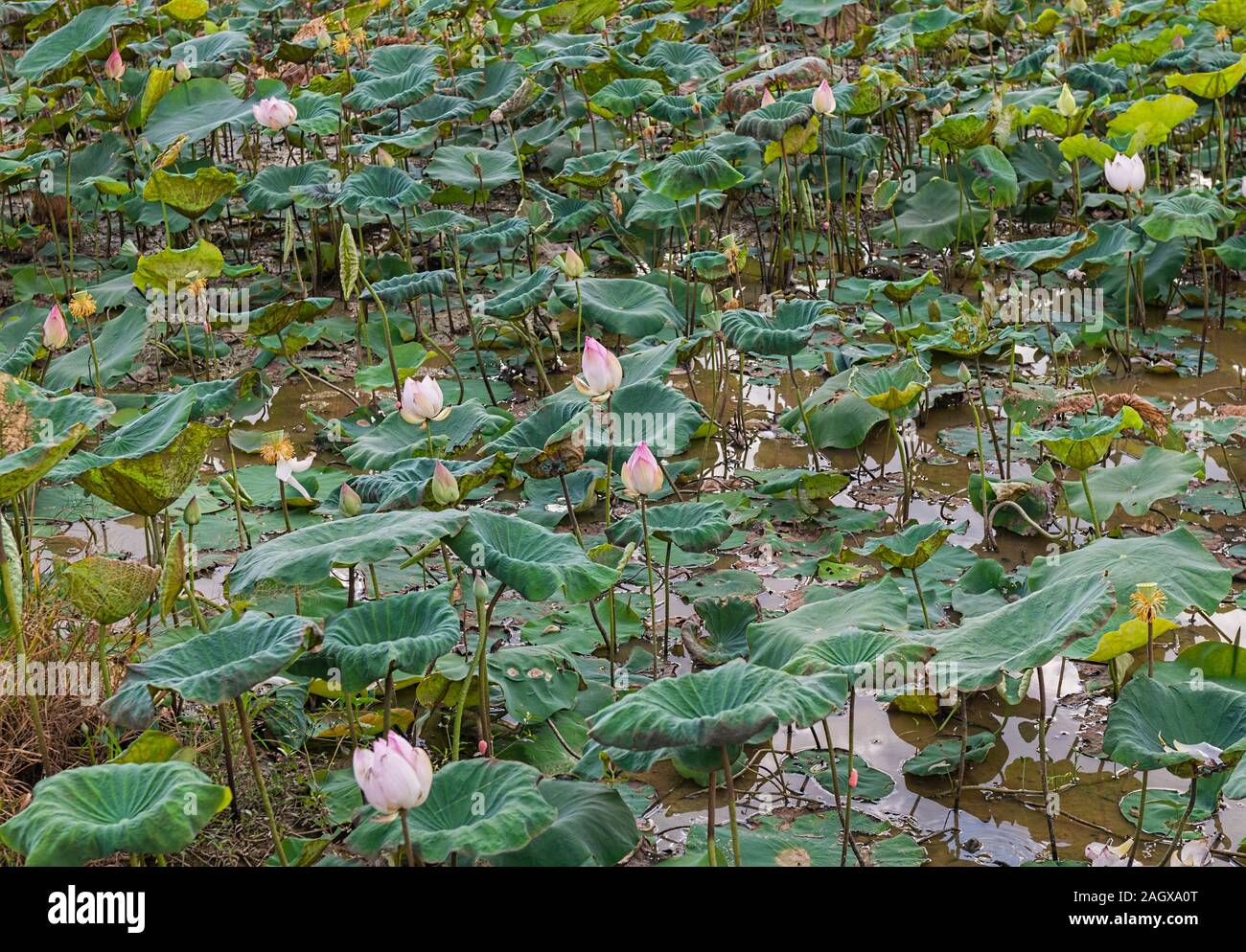 Tropical flowers cambodia hi-res stock photography and images - Alamy