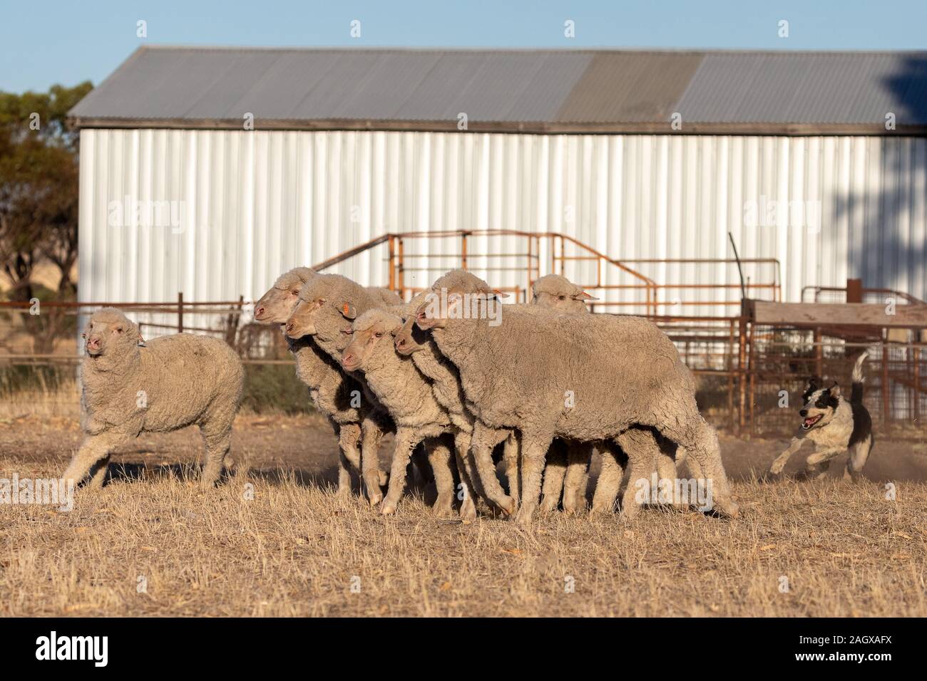A working line Border Collie herding sheep in outback Australia Stock ...
