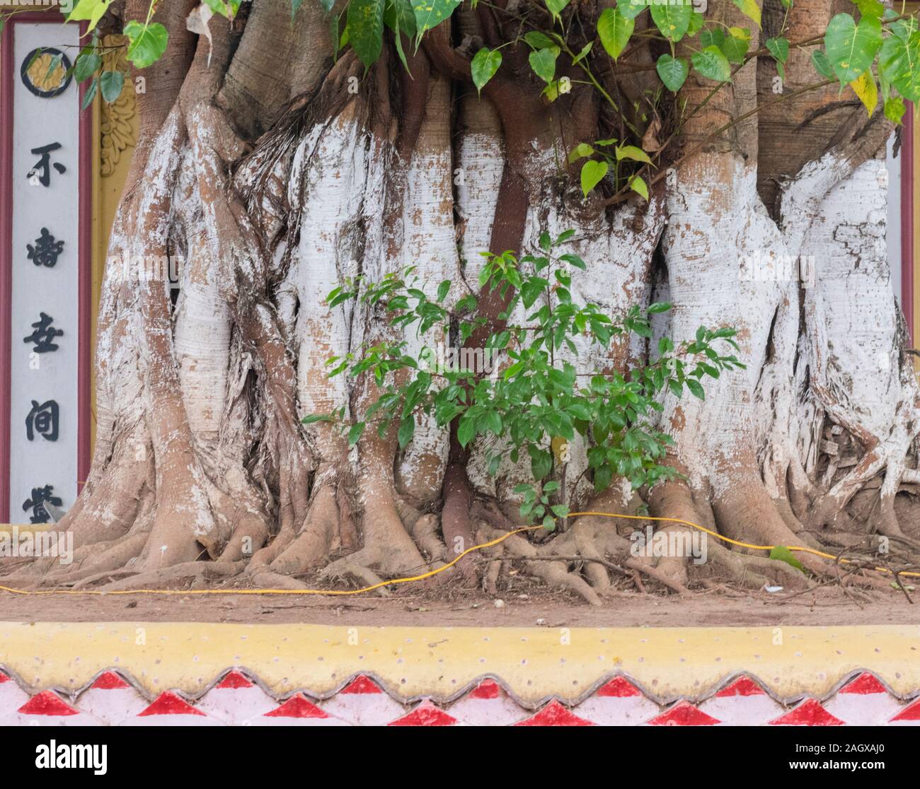 Bohdi tree hi-res stock photography and images - Alamy