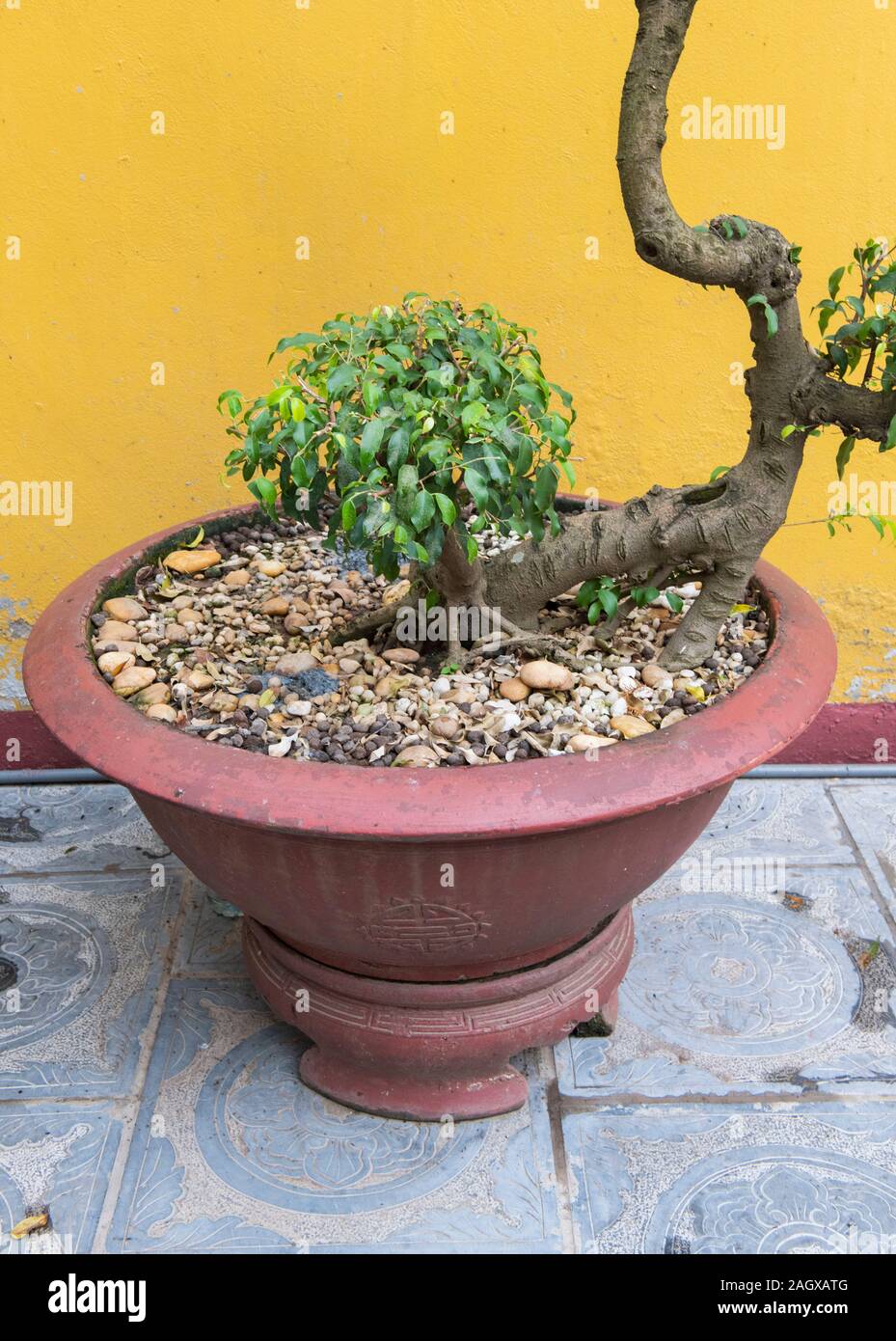 Tran Quoc Pagoda, Hanoi, Vietnam Bonsai tree against yellow wall Stock ...