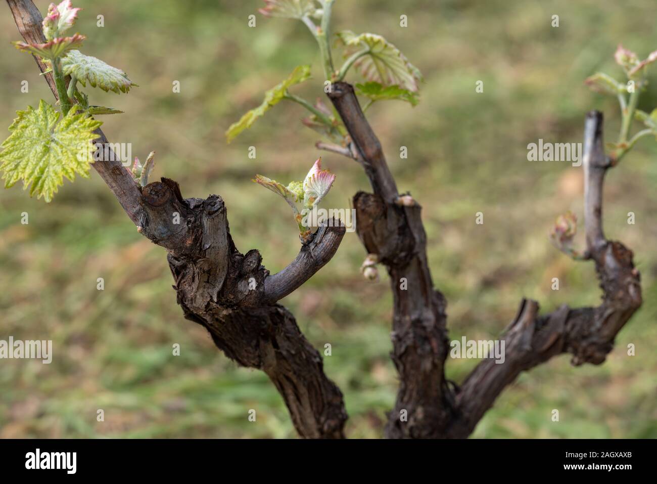Grape buds on branches, small leaves growing in vineyard Stock Photo ...
