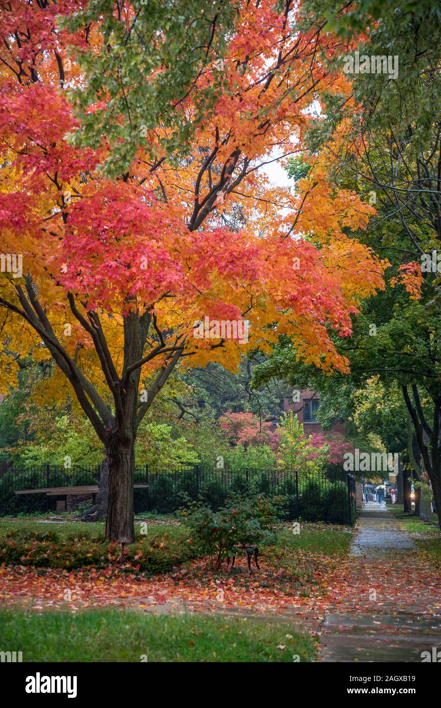 Tree with autumn foliage, Hyde Park neighbourhood, Chicago, Illinois ...