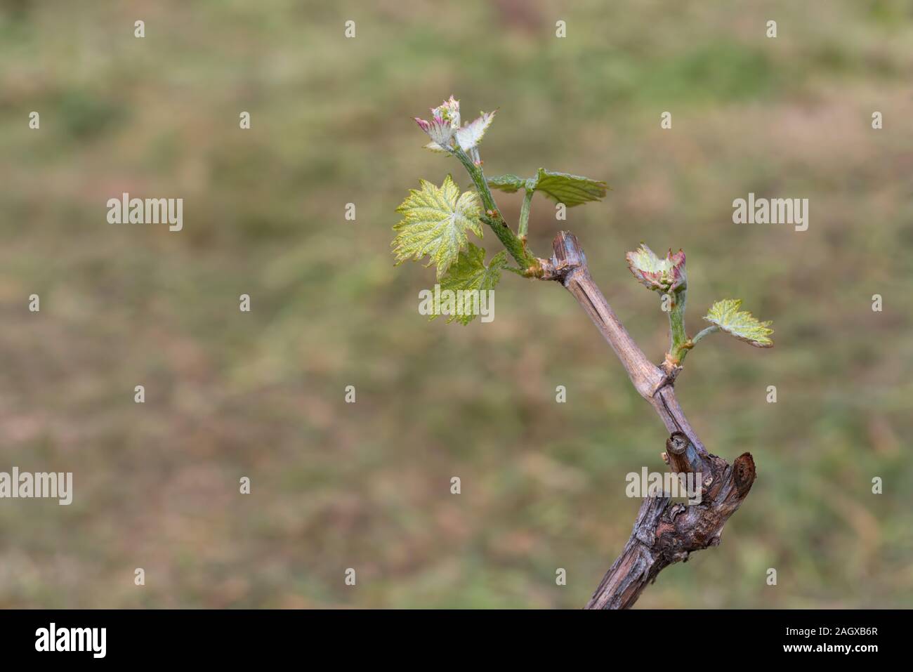 Grape buds on branches, small leaves growing in vineyard Stock Photo ...