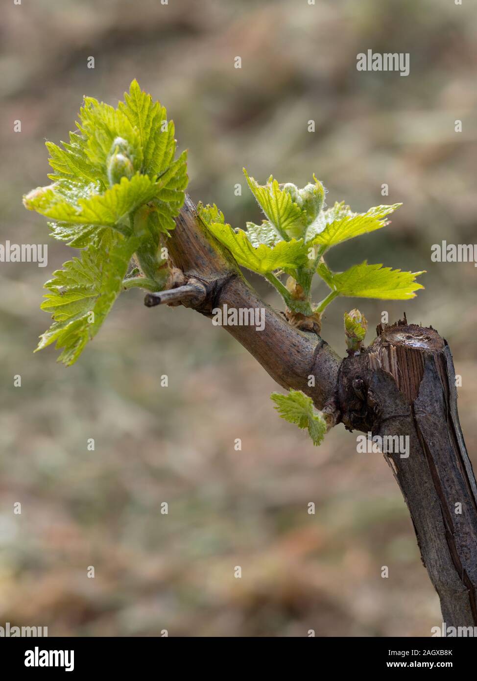 Grape buds on branches hi-res stock photography and images - Alamy