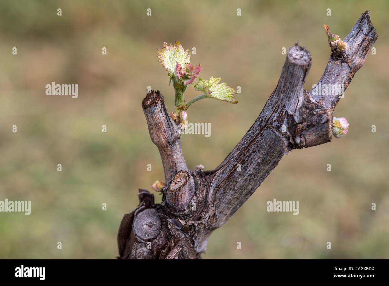 Grape buds on branches, small leaves growing in vineyard Stock Photo ...