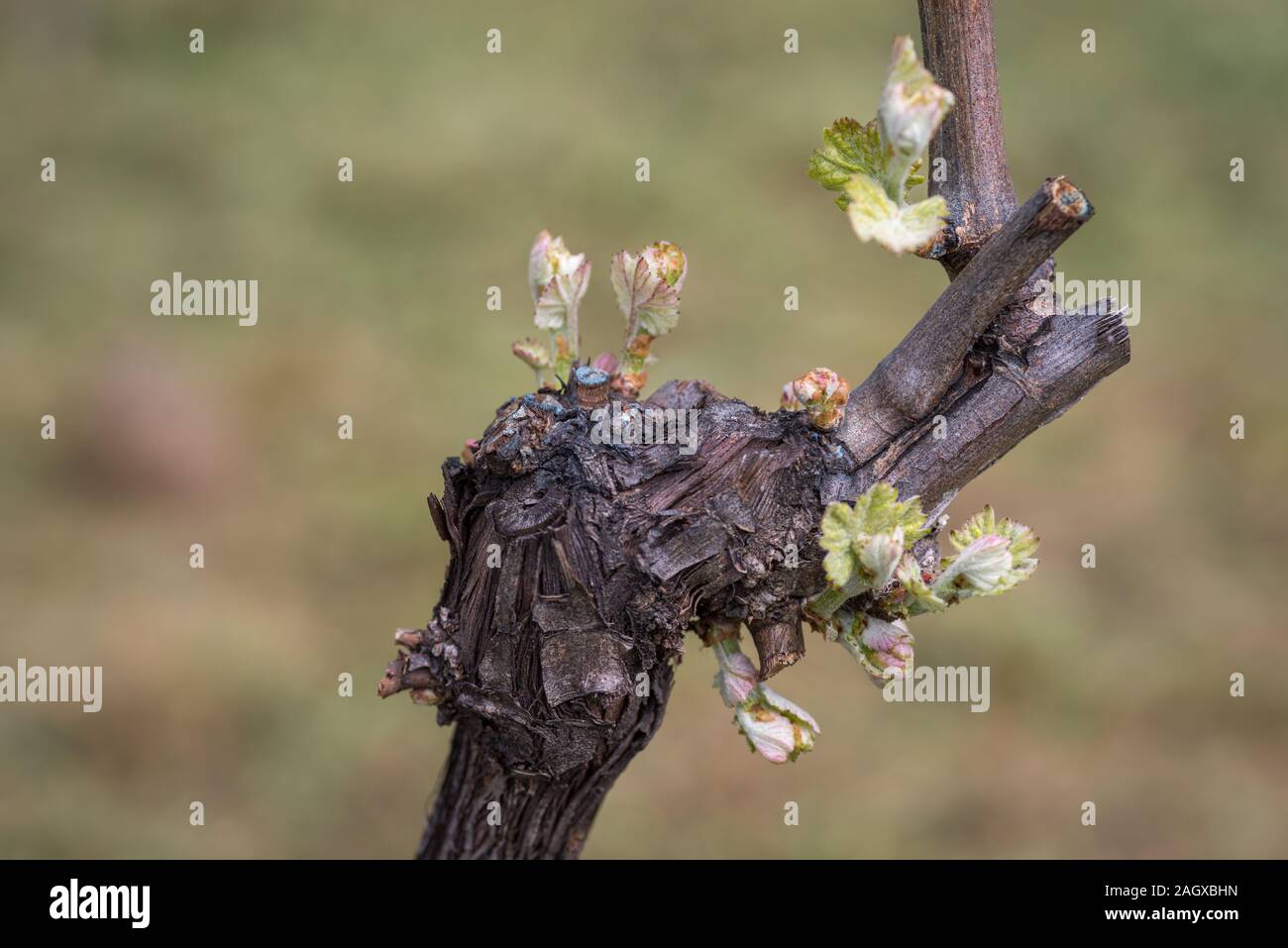 Grape buds on branches hi-res stock photography and images - Alamy