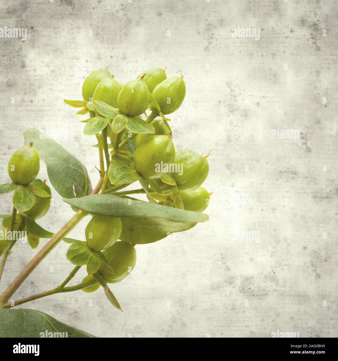 textured stylish old paper background, square, with green berries of ...