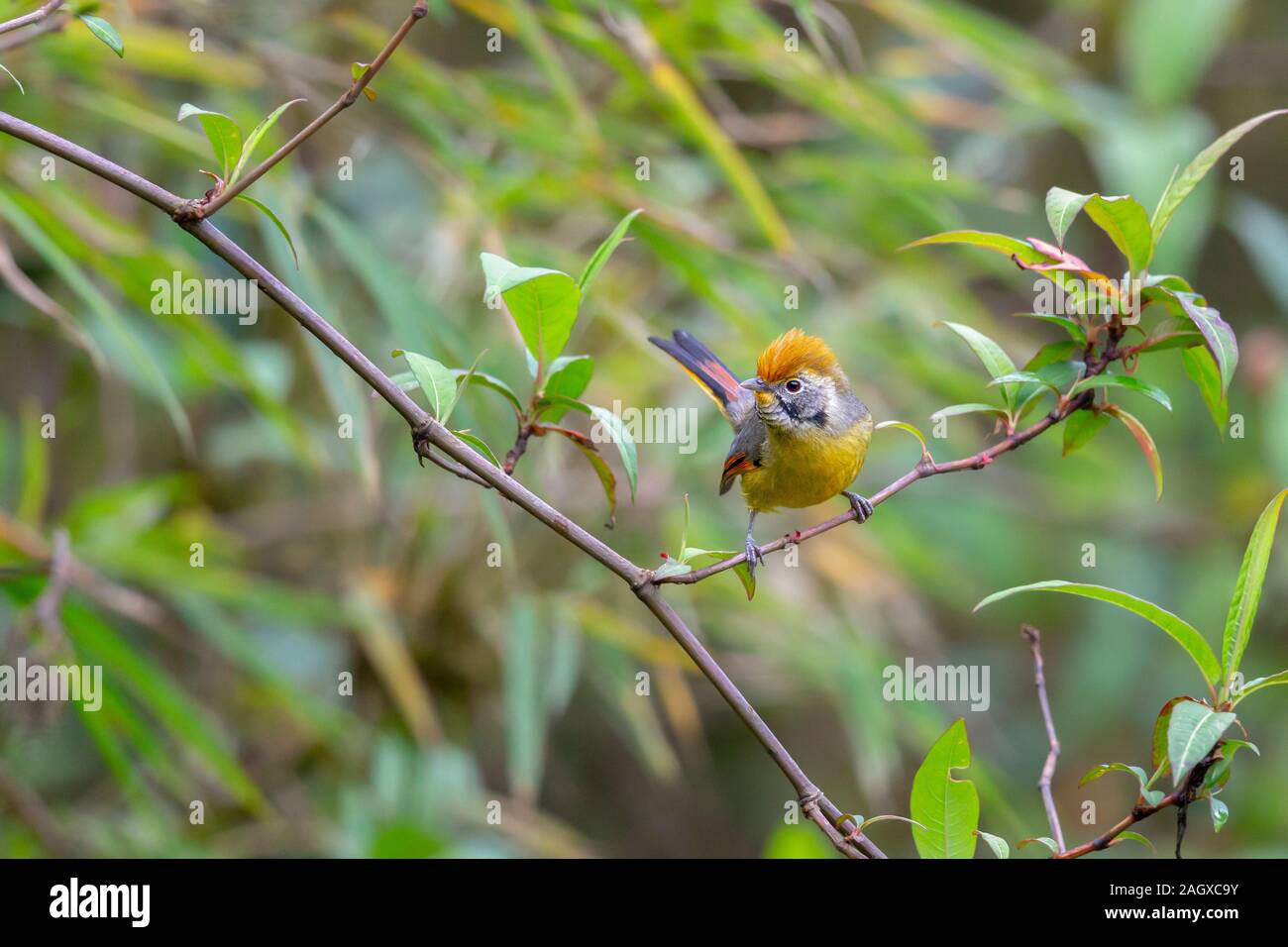 Bar tailed minla hi-res stock photography and images - Alamy