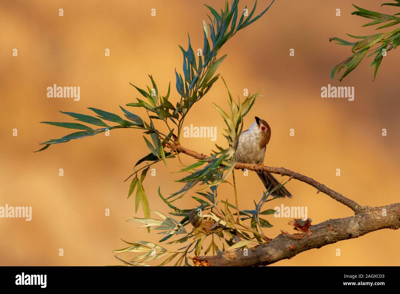 Yellow eyed babbler hi-res stock photography and images - Alamy