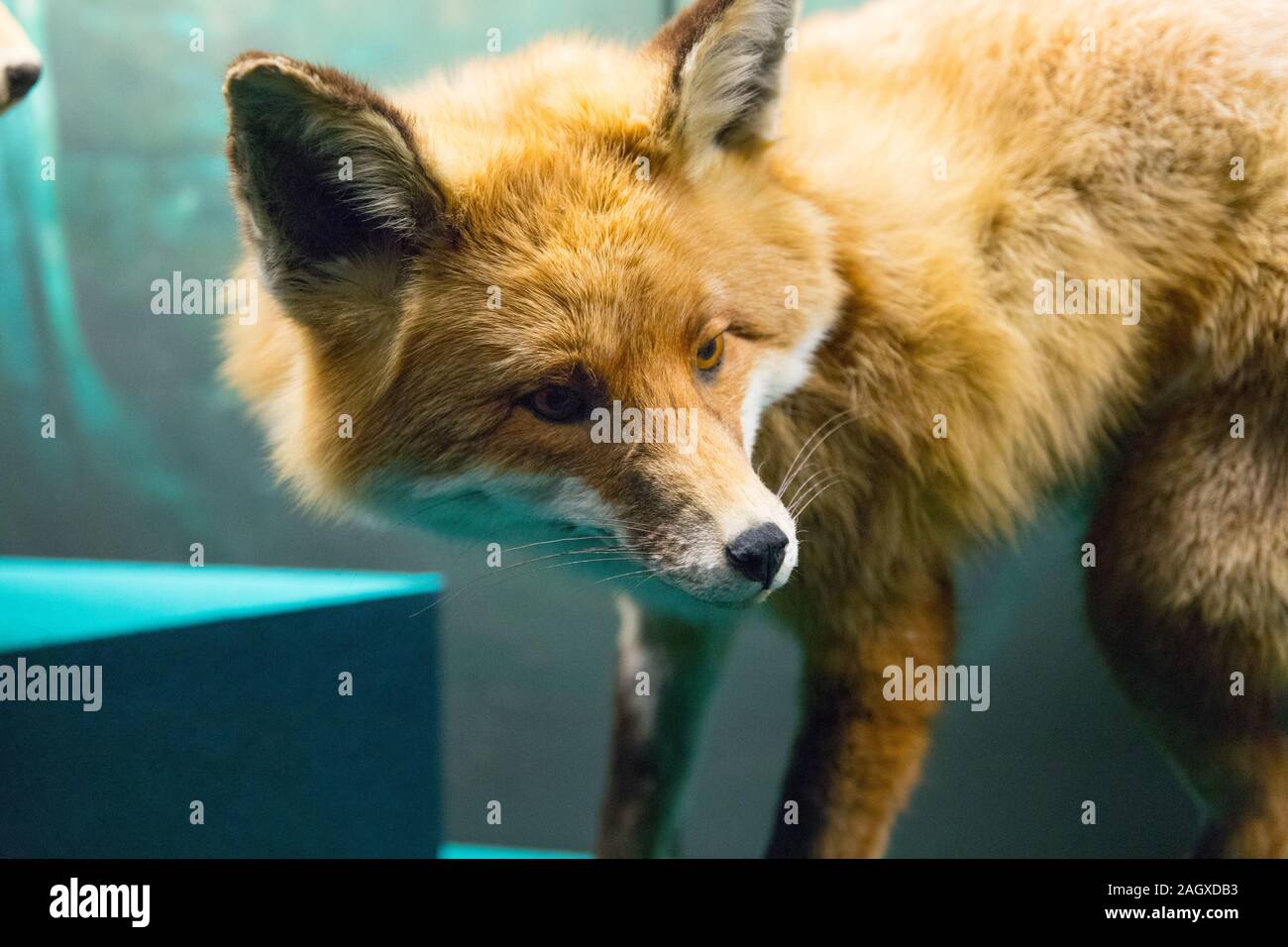 Red Fox Taxidermy High Resolution Stock Photography and Images - Alamy