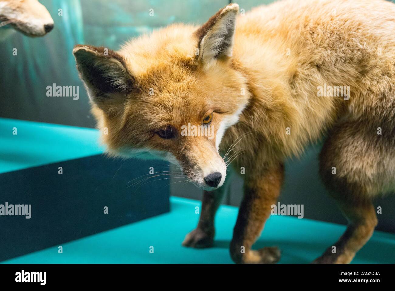 Hunting trophy stuffed fox hi-res stock photography and images - Alamy