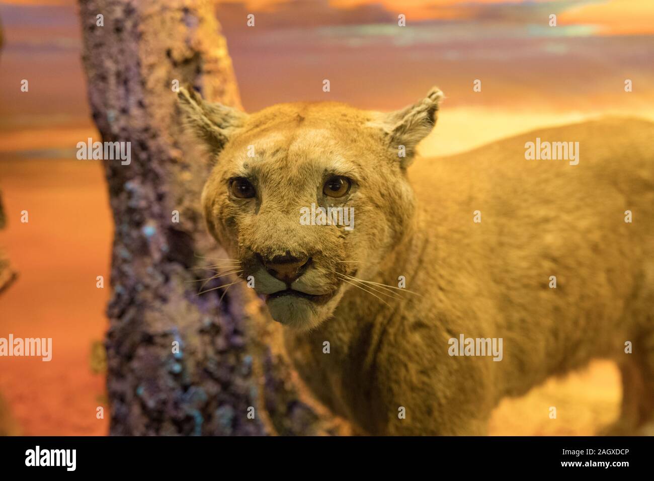 Dead Mountain Lion High Resolution Stock Photography and Images - Alamy