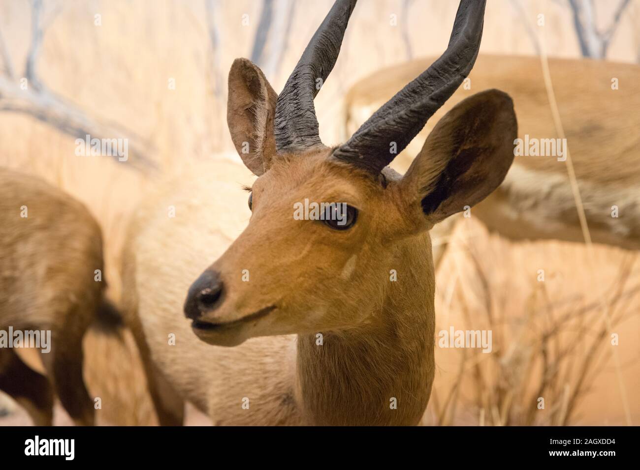 Desert Diorama High Resolution Stock Photography and Images - Alamy
