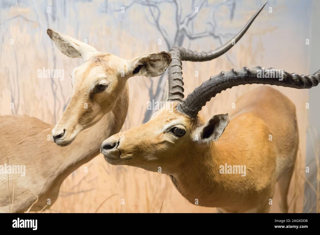 Antelope jackrabbit hi-res stock photography and images - Alamy
