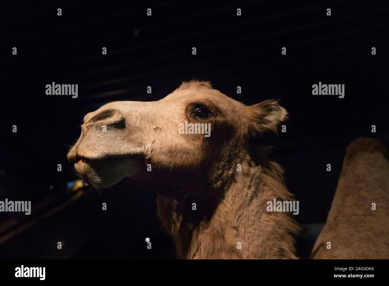 Dead Camel Head High Resolution Stock Photography and Images - Alamy