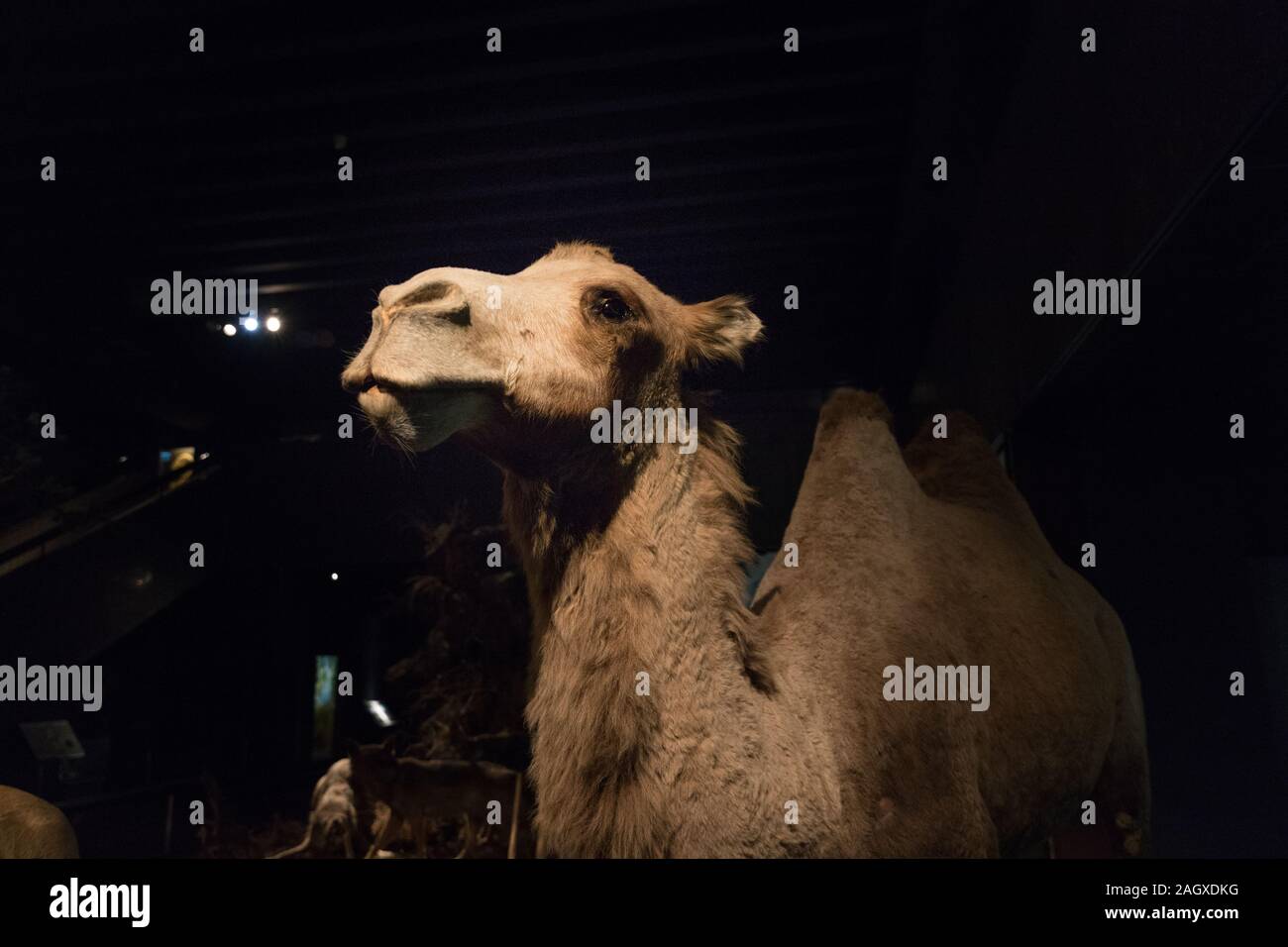 Stuffed Dummy High Resolution Stock Photography and Images - Alamy